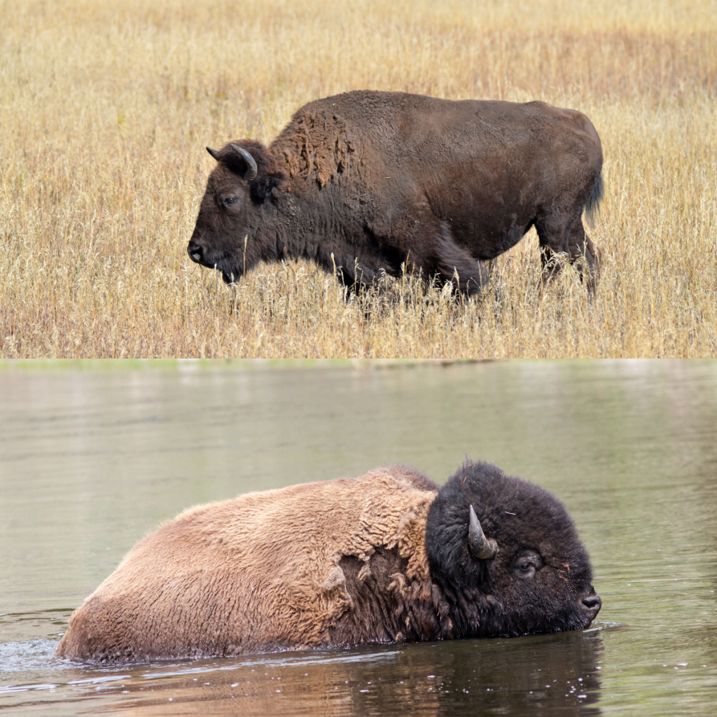 These animal climate heroes restore habitats and revive ecosystems ...