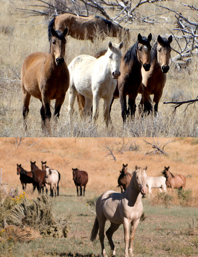 Families needed to adopt Mustangs from Mesa Verde immediately. - Sault ...